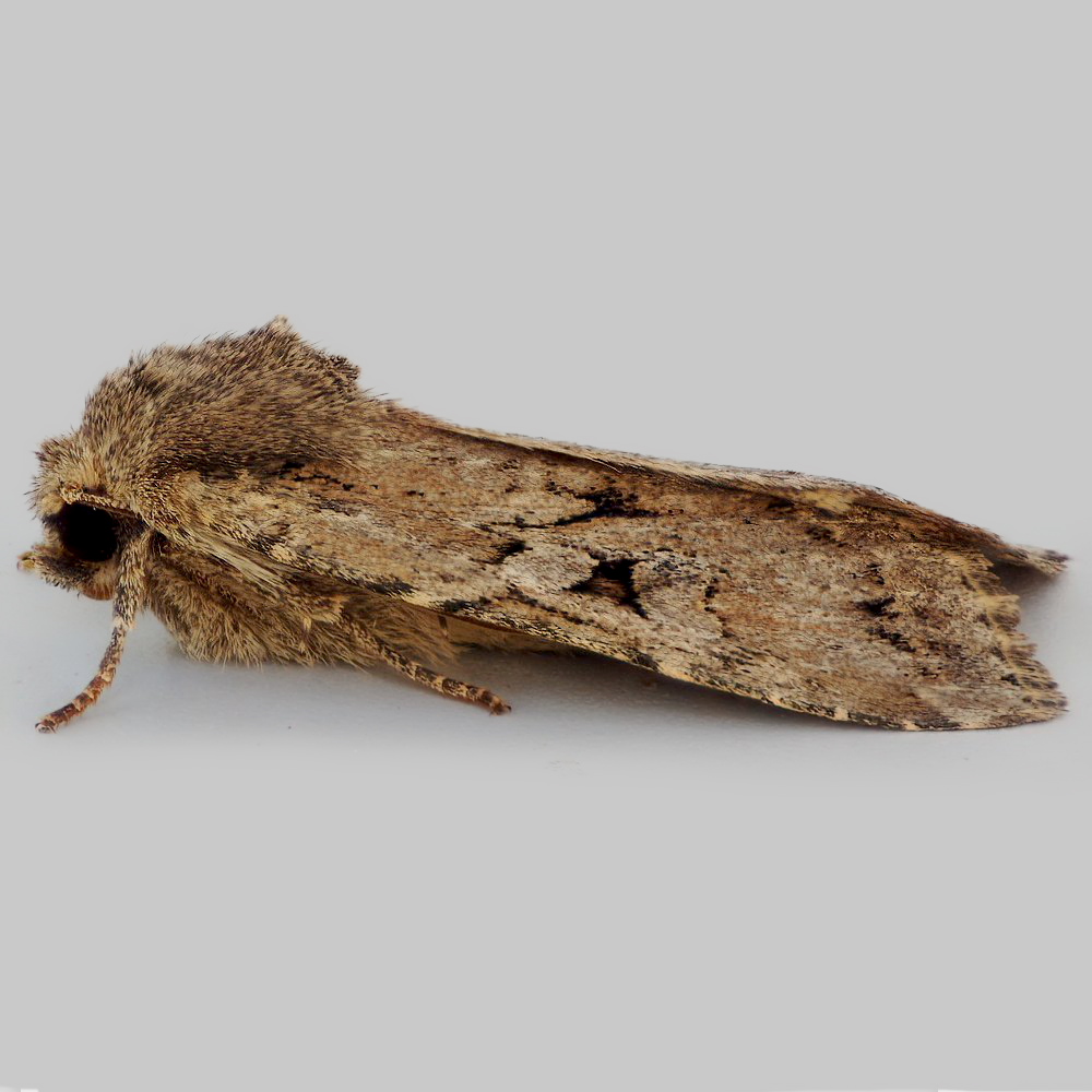 Dingy Shears Apterogenum Ypsillon Moth 2314 73 222 Dingy Shears Apterogenum Ypsillon Moth 2314 73 222
