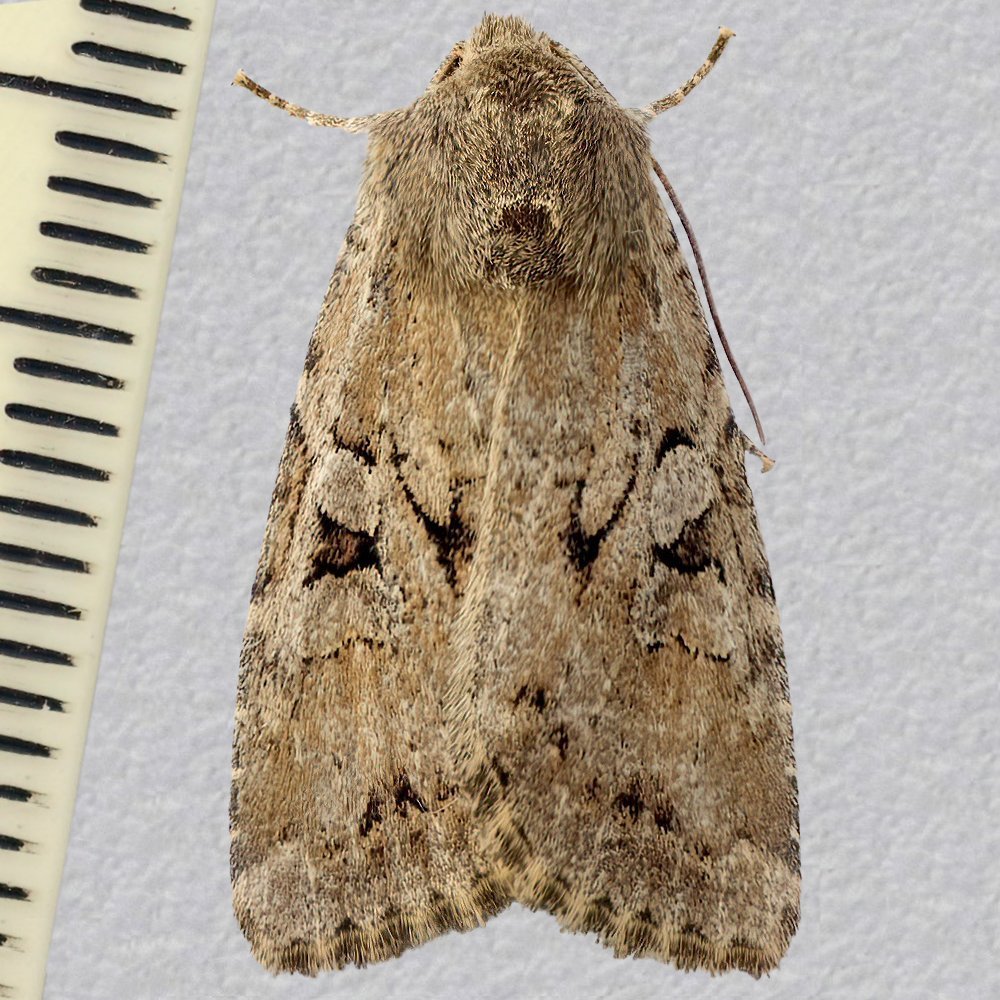 Dingy Shears Apterogenum Ypsillon Moth 2314 73 222 Dingy Shears Apterogenum Ypsillon Moth 2314 73 222